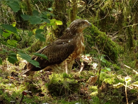 Grand rapace en détresse (2/2) | Beaune Côté Nature - Sites Natura 2000 ...